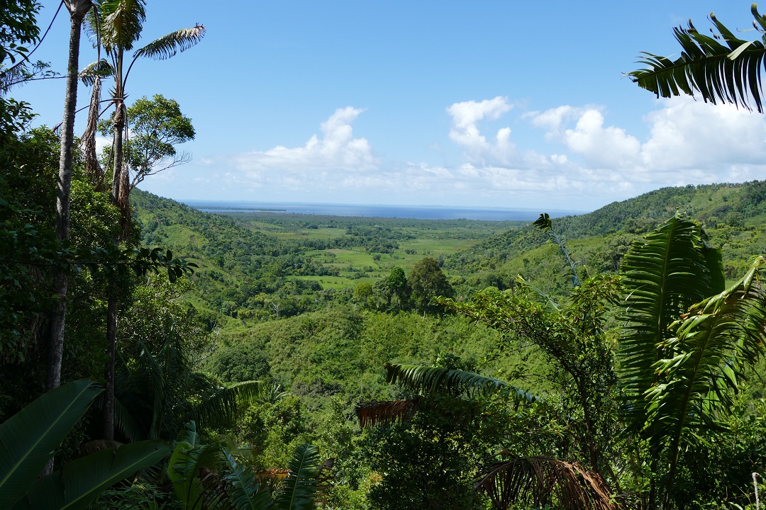 Préserver les forêts primaires de l'Est de Madagascar : l'ADAFAM et ...