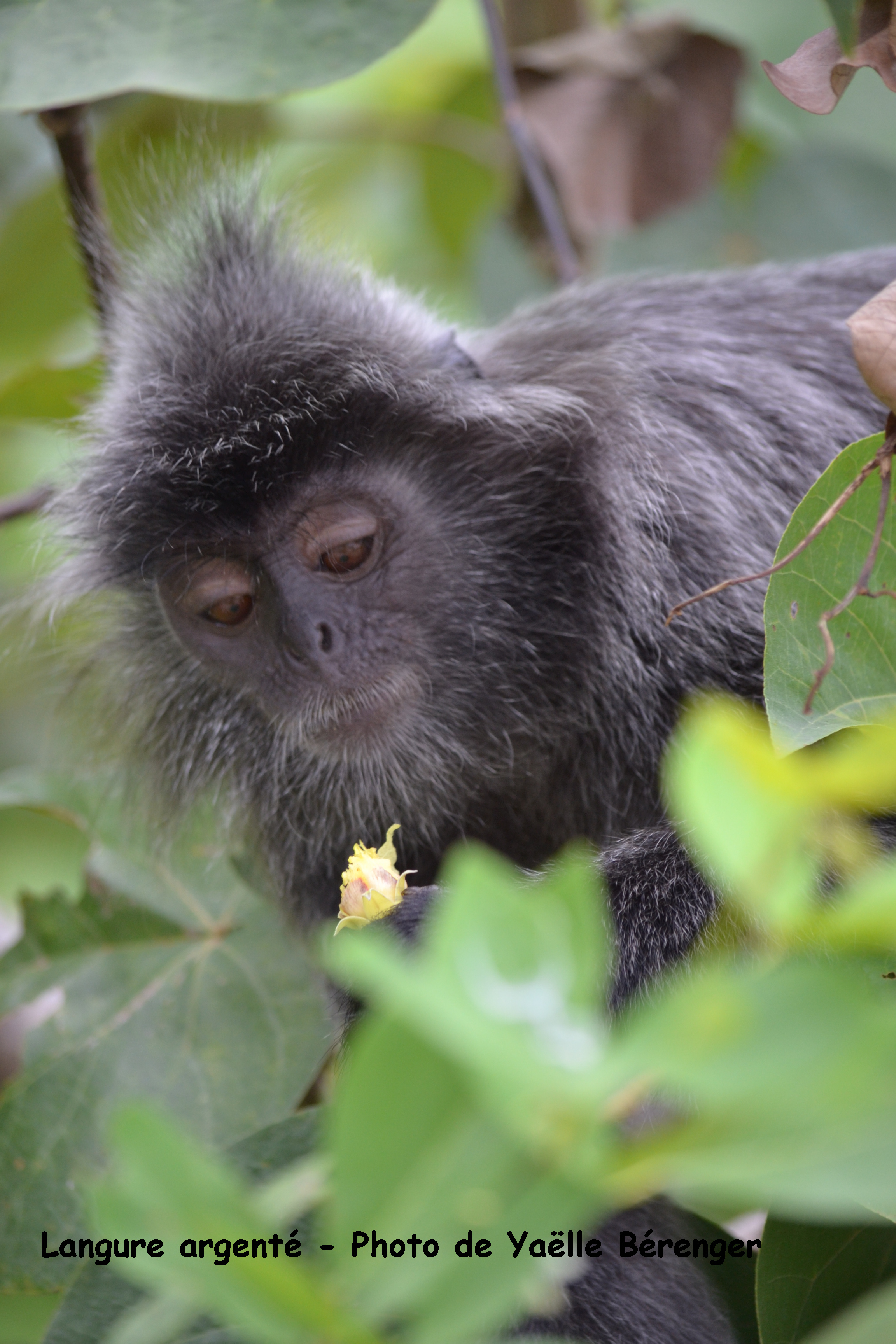 Les 7 écosystèmes du parc national de Bako (Malaisie) - Univet Nature