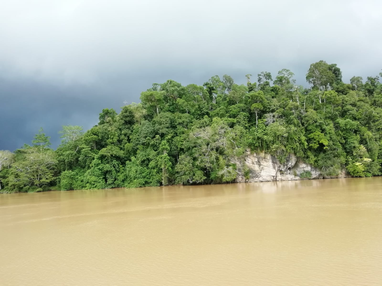 HUTAN sur le Sungaï Kinabatangan - Univet Nature