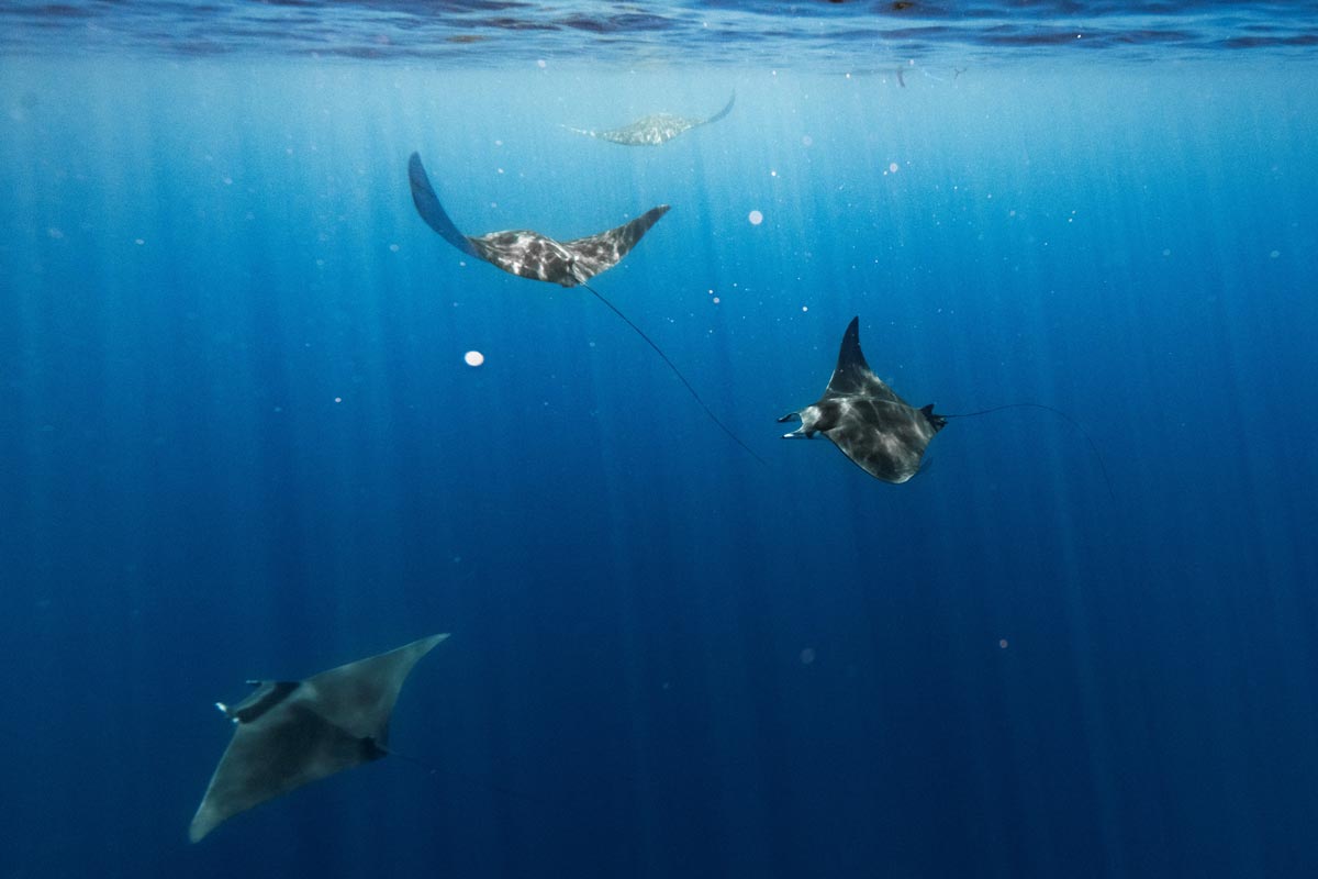 À la découverte du Diable de Mer - Univet Nature