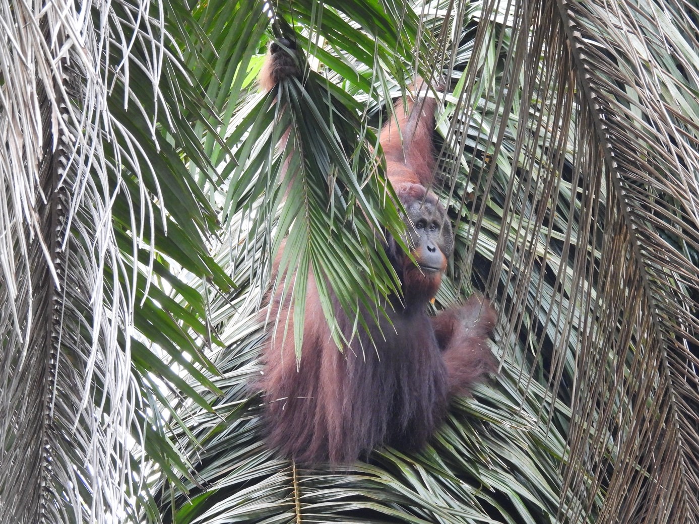 Journée mondiale des Grands Singes le 24 juin 2023. Les Orangs Outan de ...