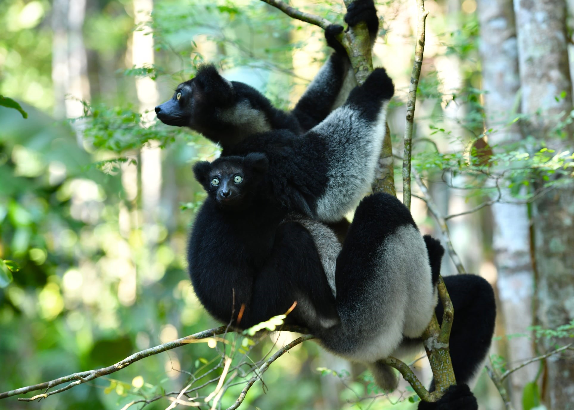 Protéger les forêts pour protéger les lémuriens - Univet Nature